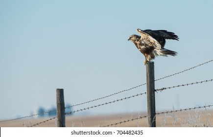 Hawk Stock Photo 704482435 | Shutterstock