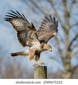 Hawk Preying On Pig AI-generated image 2540687063 | Shutterstock