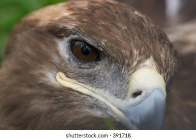 Hawk Face Stock Photo 391718 | Shutterstock