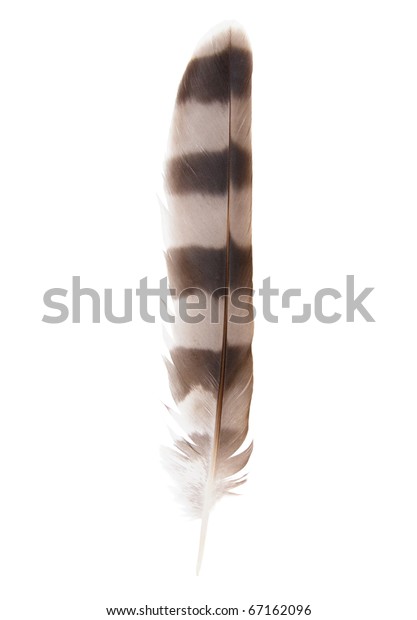 Hawk Feather Isolated Stock Photo (Edit Now) 67162096