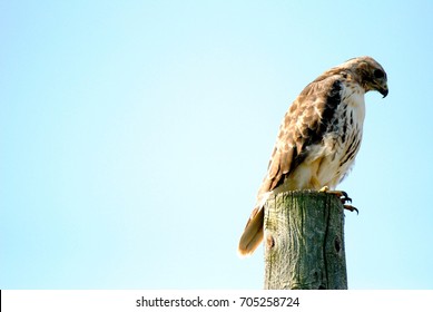 Hawk Looking Down Post Stock Photo 705258724 | Shutterstock