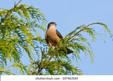 403 Sharp shinned hawk Images, Stock Photos & Vectors | Shutterstock