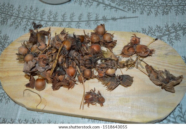 Hazelnut Picking Hazel Forest Stock Photo 1518643055 | Shutterstock