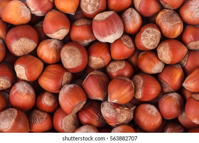 Hazelnut Texture Closeup Macro Hazelnut Backgrounds Stock Photo ...