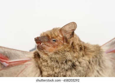 Head Bat Bared Teeth Stock Photo 658203292 | Shutterstock
