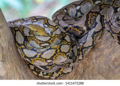 Head Burmese Python Body On Stick Stock Photo 1411472288 | Shutterstock