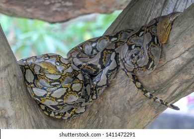 Head Burmese Python Body On Stick Stock Photo 1411472291 | Shutterstock