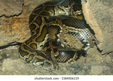 Head Burmese Python Body On Stick Stock Photo 1584506119 | Shutterstock