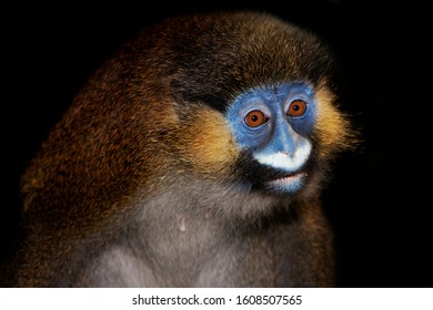 320 Moustache monkey Images, Stock Photos & Vectors | Shutterstock