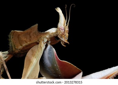 285 Devil mantis Images, Stock Photos & Vectors | Shutterstock