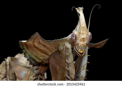 285 Devil mantis Images, Stock Photos & Vectors | Shutterstock