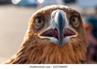 644 Sad eagle Images, Stock Photos & Vectors | Shutterstock