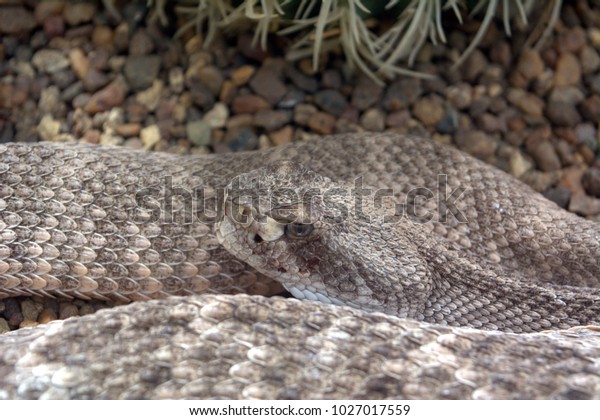 Head Eastern Diamondback Rattlesnake Stock Photo 1027017559 | Shutterstock