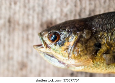 130 Shofar Water Images, Stock Photos & Vectors | Shutterstock