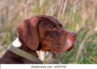 Head German Shorthaired Pointer Stock Photo 63707743 | Shutterstock