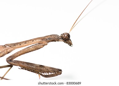 Head Grayest Mantis Isolated Stock Photo 83000689 | Shutterstock