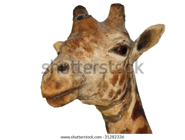 Head Large Giraffe Stock Photo 31282336 | Shutterstock