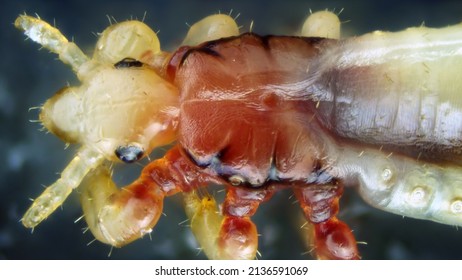 241 Pediculus humanus capitis Images, Stock Photos & Vectors | Shutterstock
