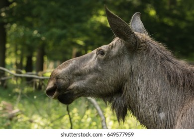 102 Moose front wood Images, Stock Photos & Vectors | Shutterstock
