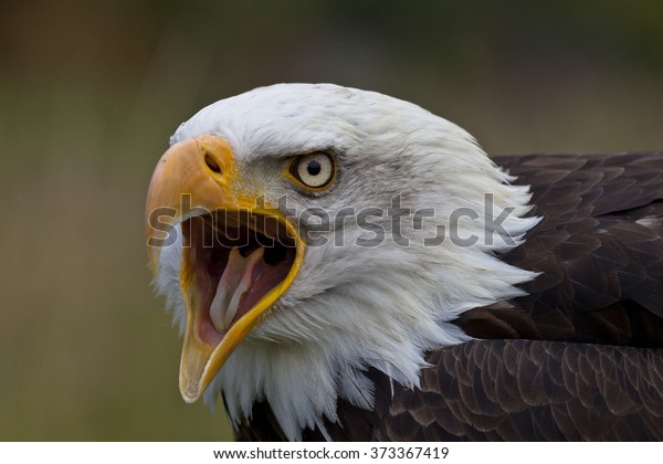 Head Shot Bald Eagle Open Beak Stock Photo 373367419 | Shutterstock