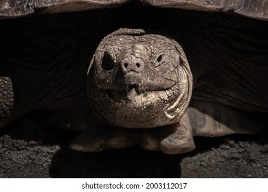 1,377 Tortoise nose Images, Stock Photos & Vectors | Shutterstock