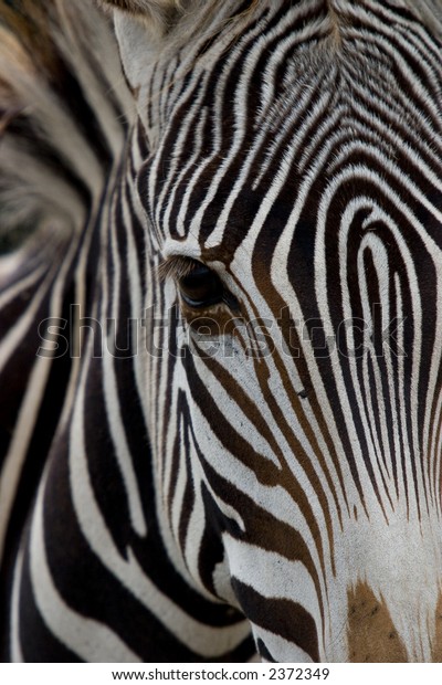 Head Zebra Stock Photo 2372349 | Shutterstock
