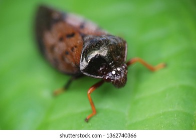 Headless Moth On Leaf Stock Photo 1362740366 | Shutterstock