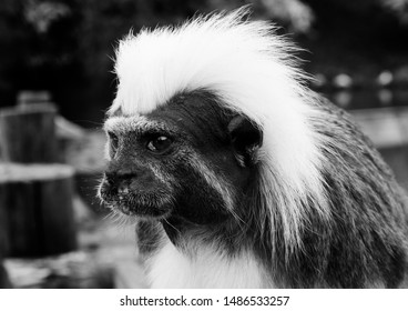 333 Monkey headshot Images, Stock Photos & Vectors | Shutterstock