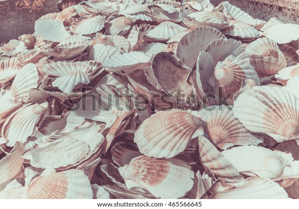 Heap Scallop Shells Background Texture Stock Photo 465566645 | Shutterstock