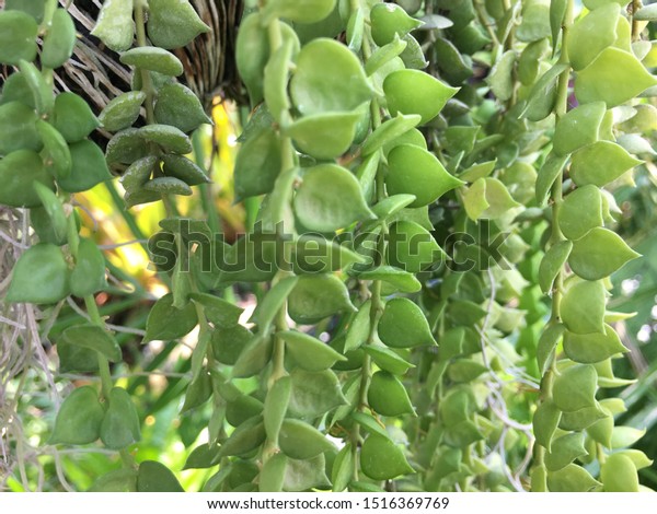 Heart Shaped Trees Long Strings Stock Photo 1516369769 | Shutterstock