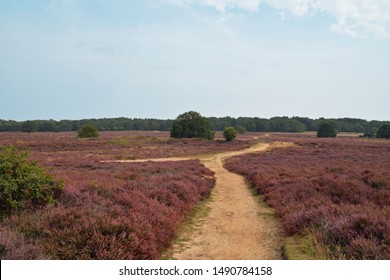 Heath Landscape Sandy Path Between Flowering 스톡 사진 1490784158 ...