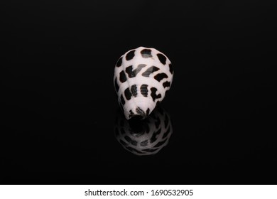 Hebrew Cone Conus Ebraeus Seashells Stock Photo 1690532905 | Shutterstock