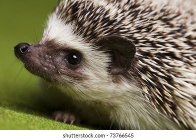 6,718 Hedgehog quills Images, Stock Photos & Vectors | Shutterstock