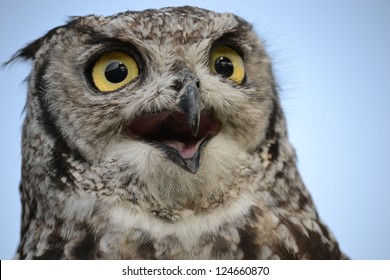 4,578 Surprised owl Images, Stock Photos & Vectors | Shutterstock