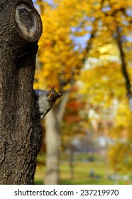 Hello Squirrel Stock Photo 237219970 | Shutterstock