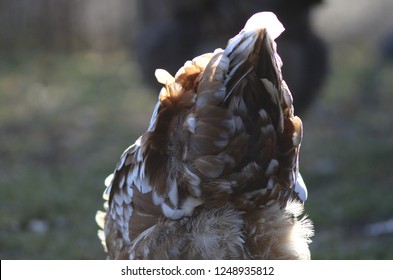 160 Chicken backside Images, Stock Photos & Vectors | Shutterstock