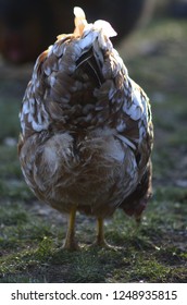 Hen Backside Stock Photo 1248935815 | Shutterstock