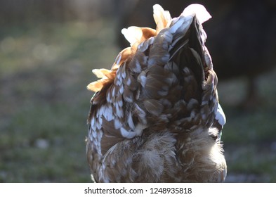 160 Chicken backside Images, Stock Photos & Vectors | Shutterstock
