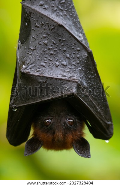 Hen Bat Hangs Head Down Wraps Stock Photo 2027328404 | Shutterstock