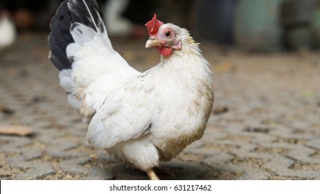 Hen Looking Camera Stock Photo 631217462 | Shutterstock