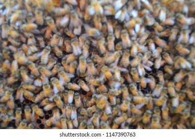 "Herd bees" - 352 Ảnh, vector và hình chụp có sẵn | Shutterstock
