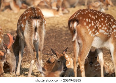 443 Deer Rear View Images, Stock Photos & Vectors | Shutterstock