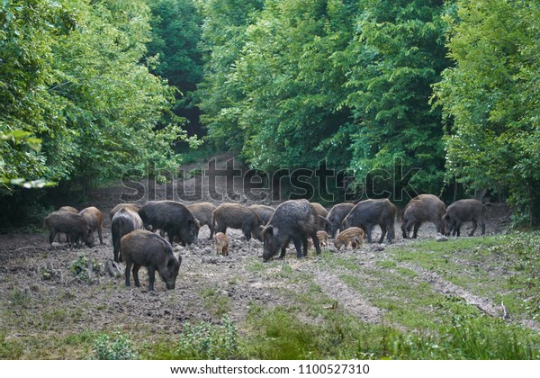 Herd Wild Hogs Rooting Forest Food Stock Photo (Edit Now) 1100527310