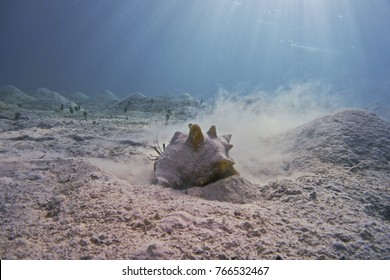 Hermit Crab Conch Shell Looking Food Stock Photo (Edit Now) 766532467