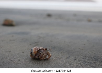 Hermit Shell Beach Stock Photo 1217764423 | Shutterstock