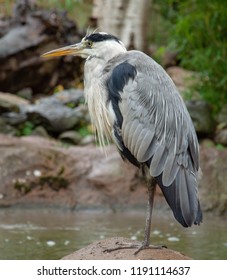 Heron Side View Stock Photo 1191114637 | Shutterstock