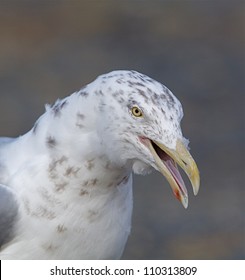 187 Sea Gulls Jersey Shore Images, Stock Photos & Vectors | Shutterstock