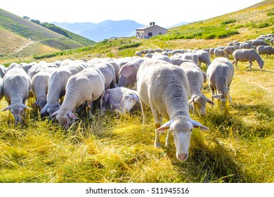 102 Sheep Horde Images, Stock Photos & Vectors | Shutterstock
