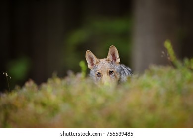 468 Hidden Wolf Images, Stock Photos & Vectors | Shutterstock