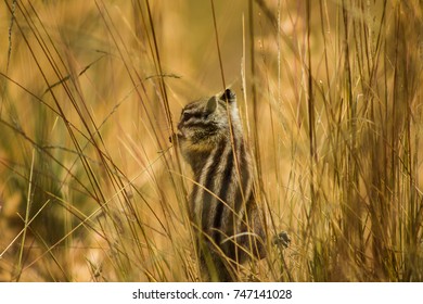 Stock Photo and Image Portfolio by Nikap07 | Shutterstock
